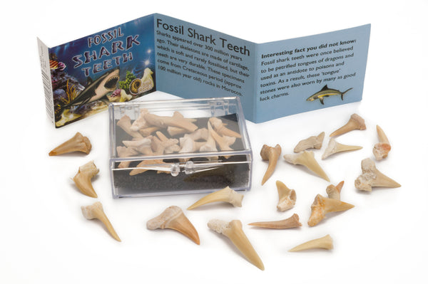 Fossil Shark Teeth Box – Birmingham Museums Trust